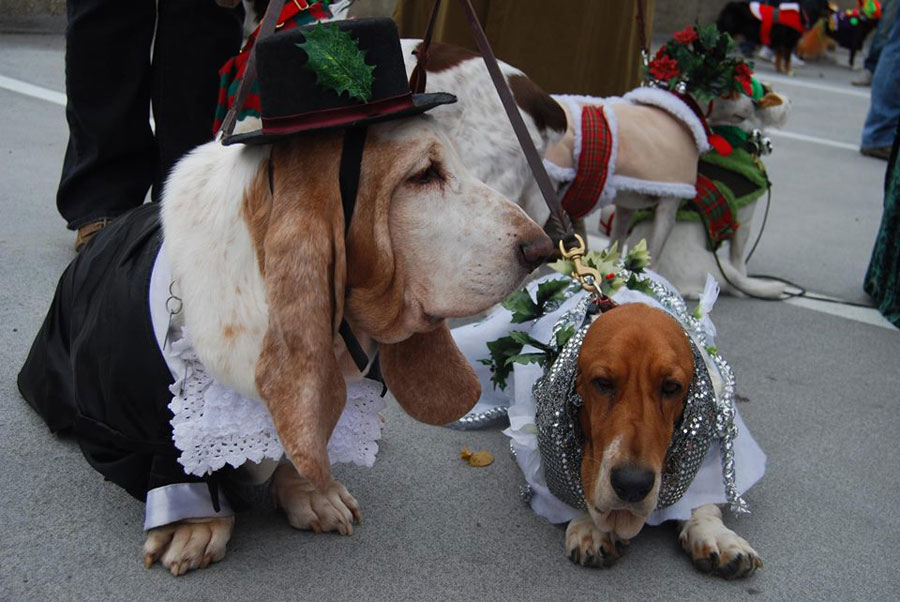 Costumed Dogs to Take Over Mt. Adams in 36th-Annual Reindog Parade ...